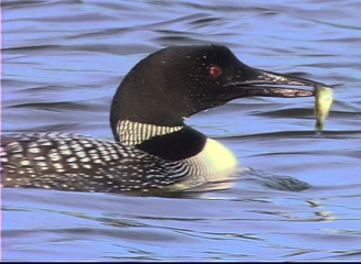 The Loons of Round Lake | Lakeside Club Condominium Association