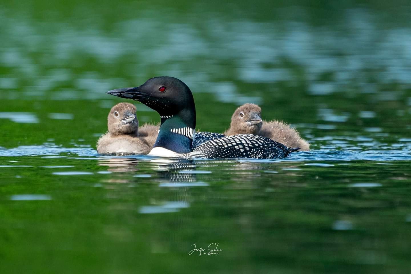 The Loons of Round Lake | Lakeside Club Condominium Association